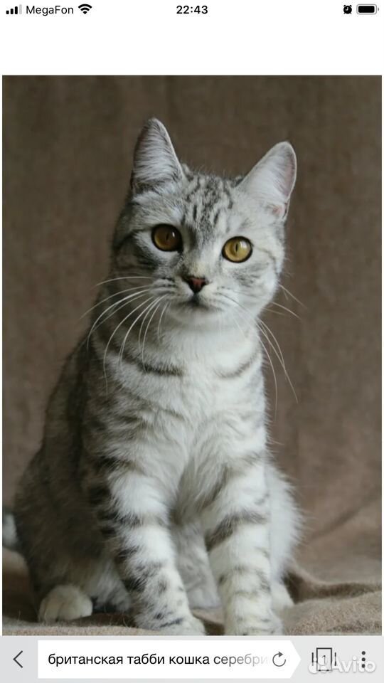 Отдам в хорошие руки британского котёнка