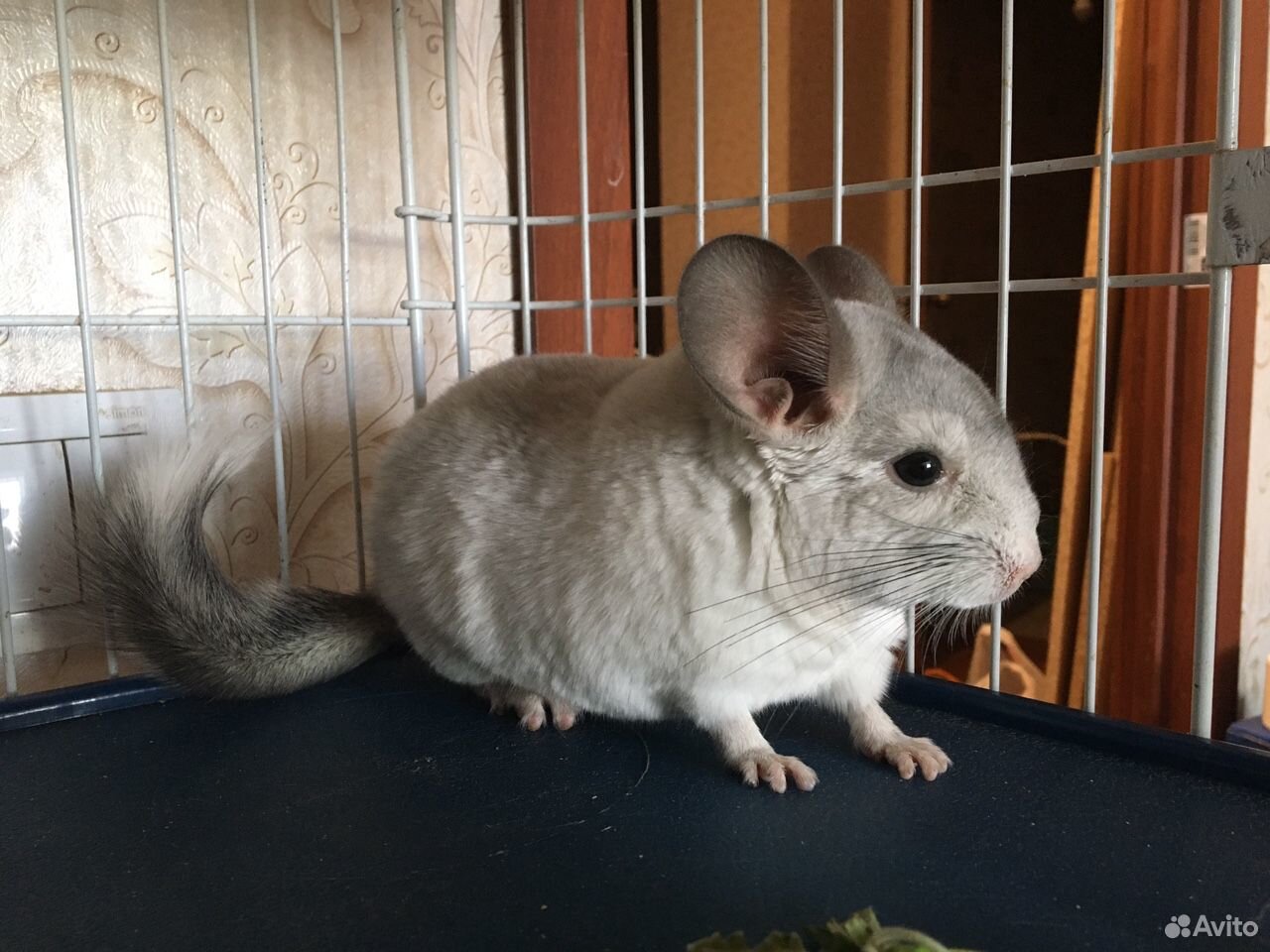 Шиншилла, самец