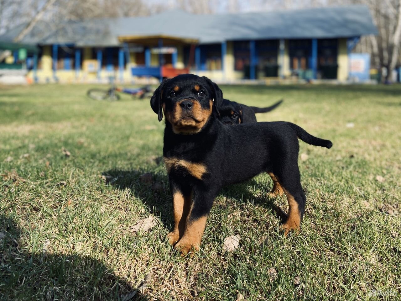 Щенки ротвейлера от чемпионов