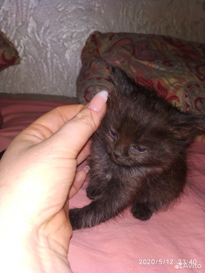Кошка