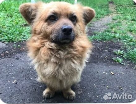 Ищет дом мелкий пёсик Патрик