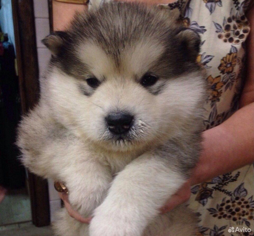 Аляскинский маламут