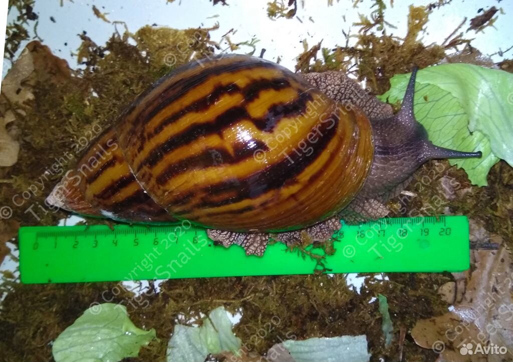 Улитка Ахатина Тигр