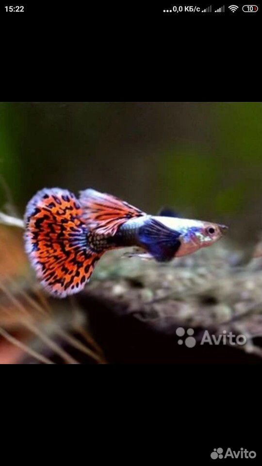 Гуппи слоновьи уши