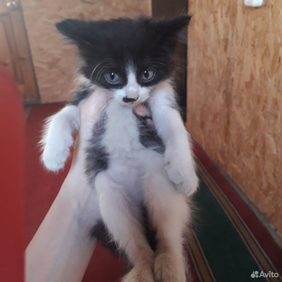Подарю котят-чертят