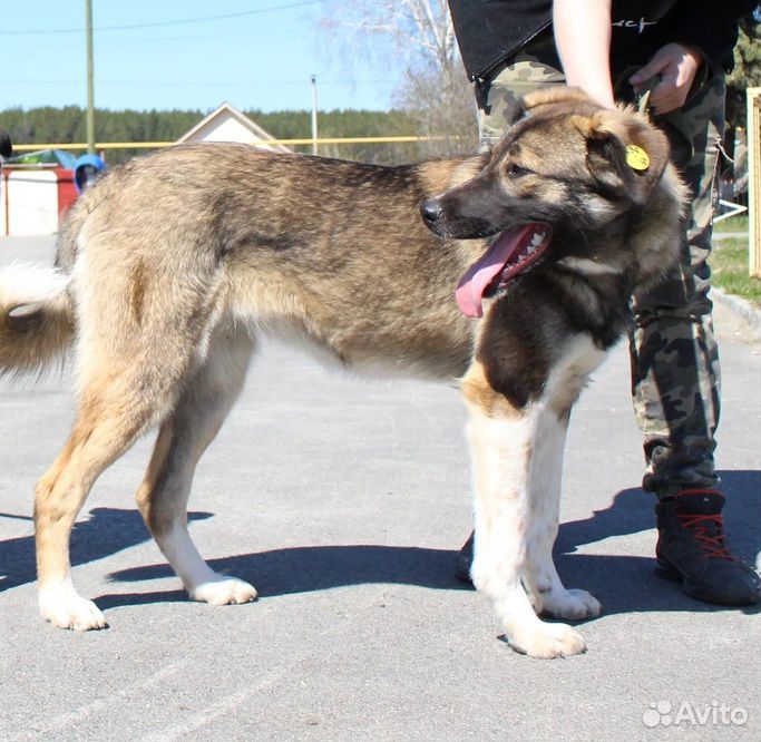 Щенок подросток Винки ищет дом