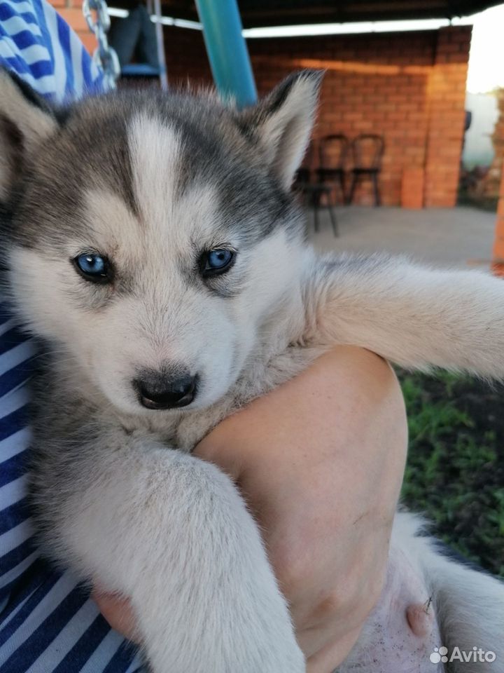 Щеночки хасята