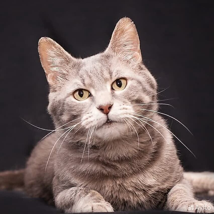 Котик Сёма