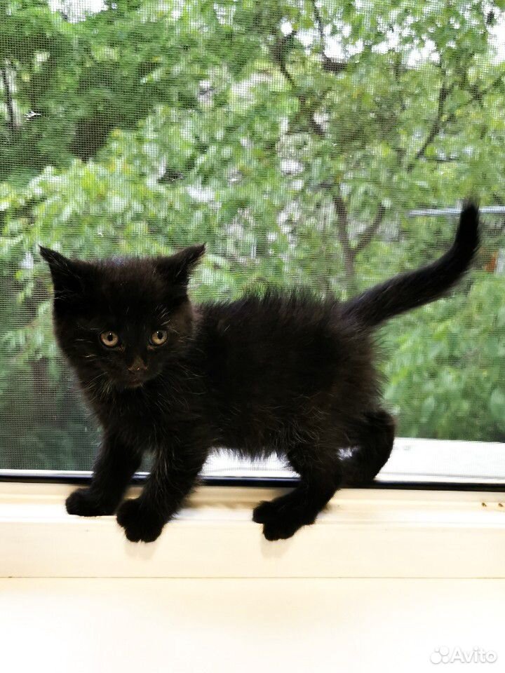 Кошка