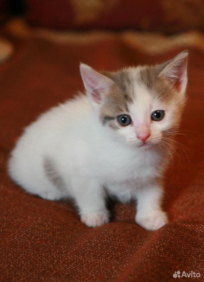 Плюшевые, пёстрые котята в добрые руки