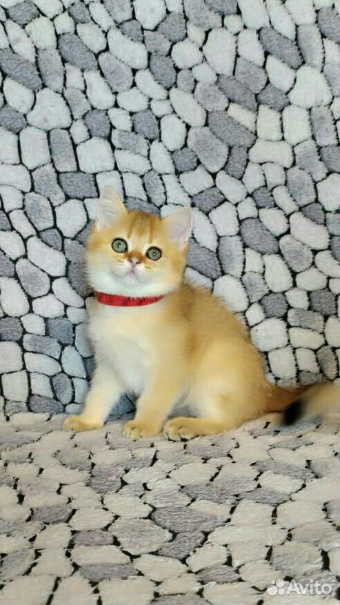 Золотая красавица