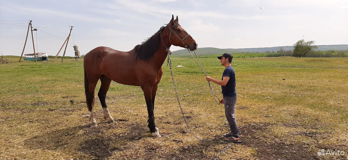 Продаю лошадь