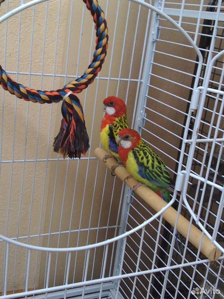 Попугаи розелла