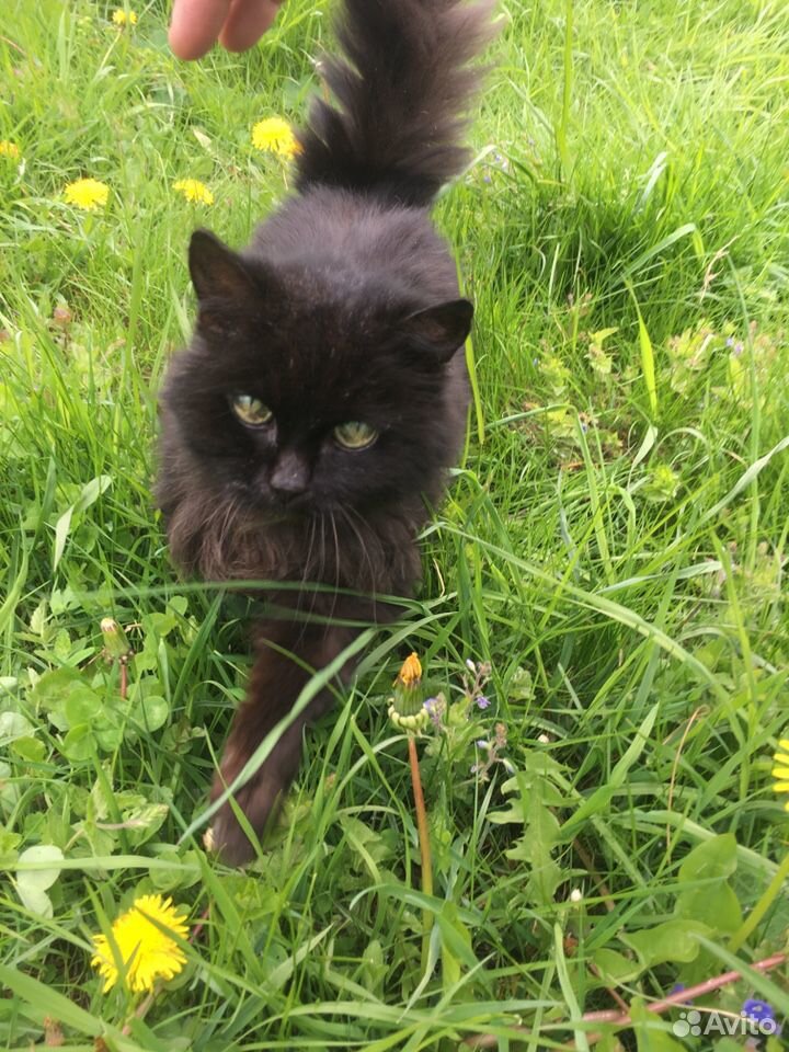 Чёрная кошка Афродита с невероятными глазами