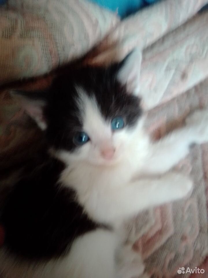 Продам хорошеньких котят