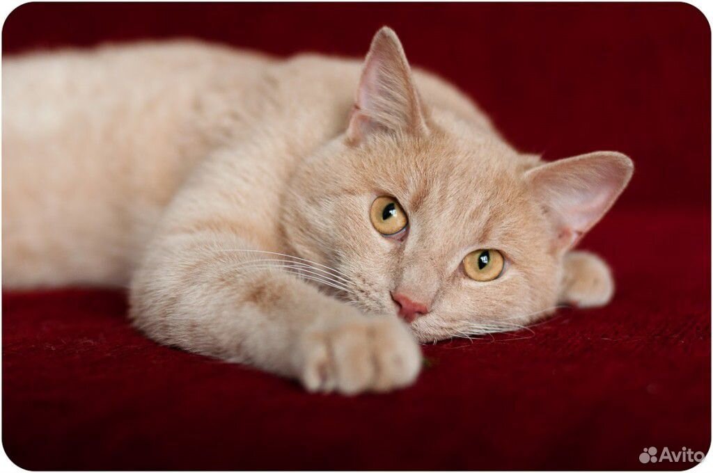 Абрикосовый котик Гарик,1 год