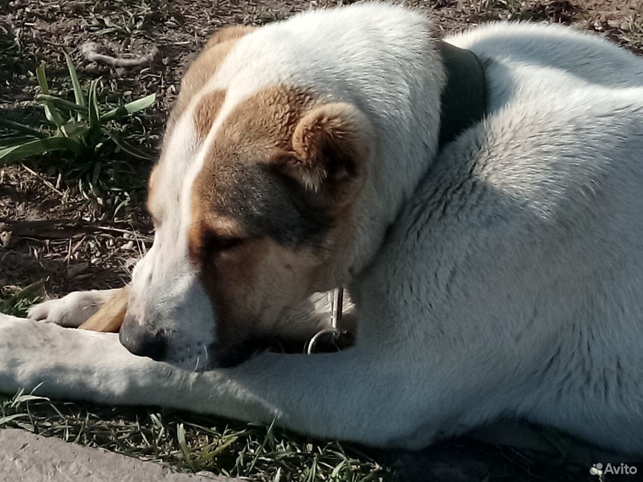 Алабай, сука, 9 месяцев. Здоровая, сильная собака