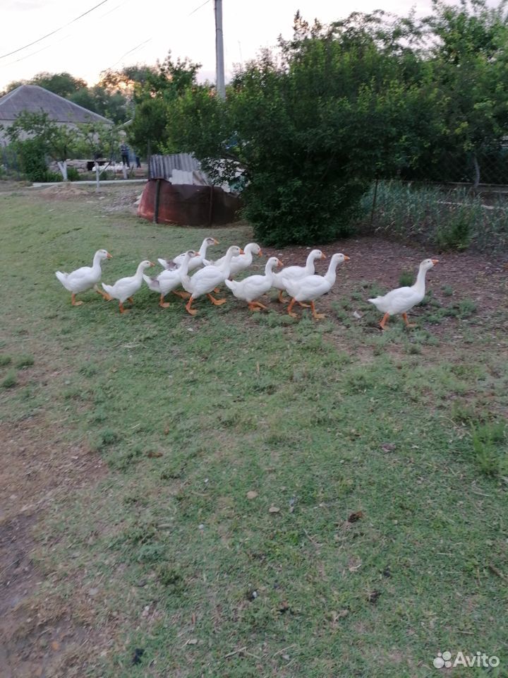 Продаются гусята 2 месяца