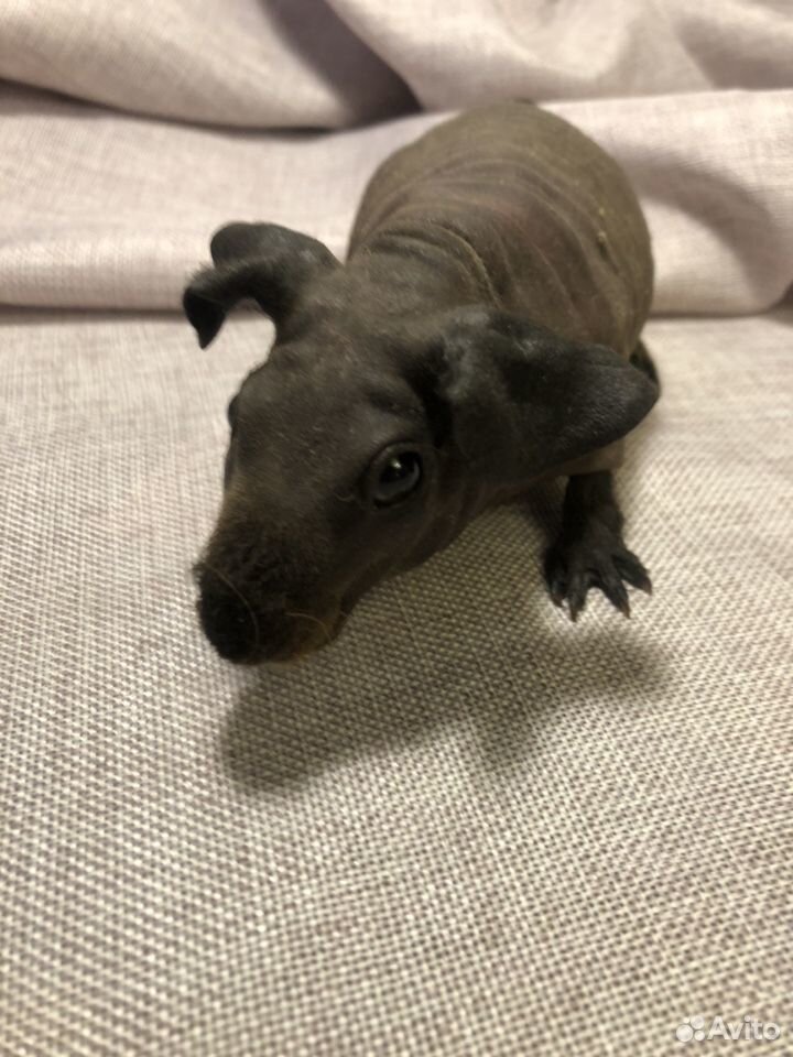 Морская свинка скинни, мальчик