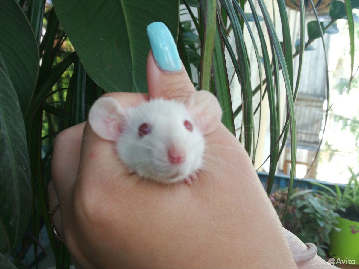 Крысёнок 1,5 месяца
