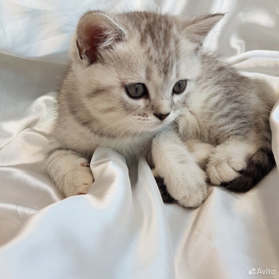 Ласковый красавчик