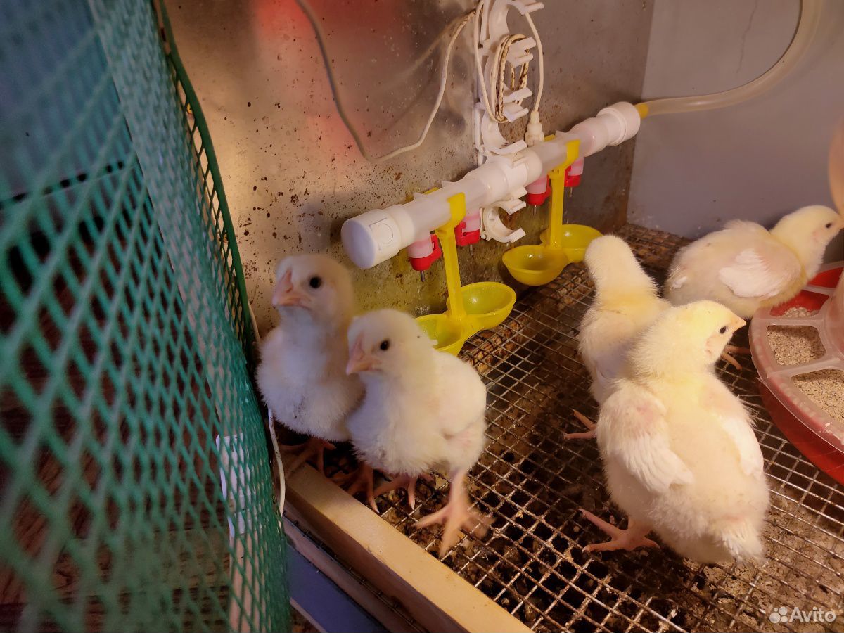 Цыпленок бройлер