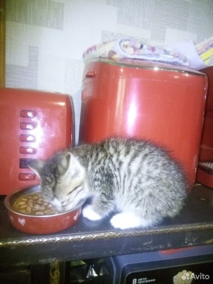 Отдадим котётка