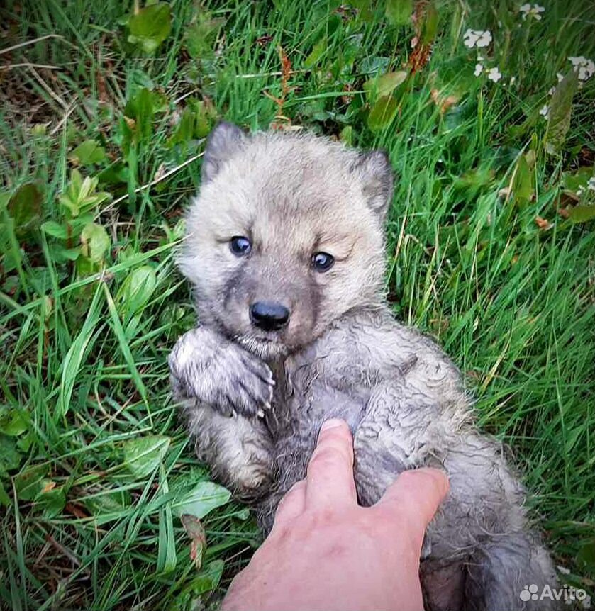 Арктический волчонок