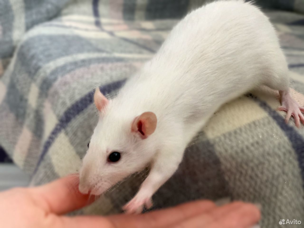 Крыса ручная