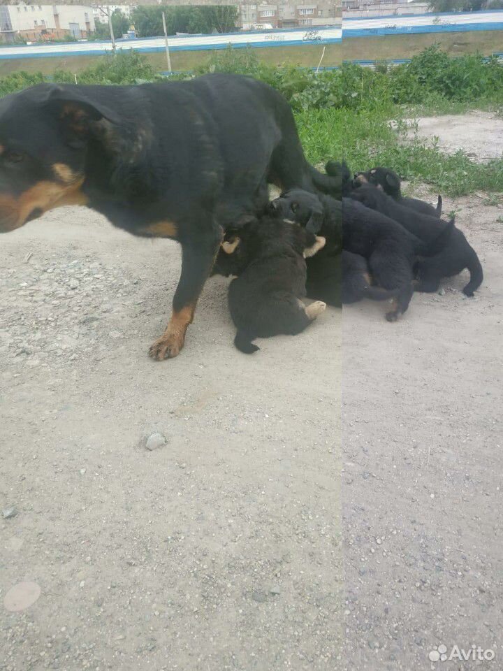 Щенки помесь мама ротвейлер 1.5 мес