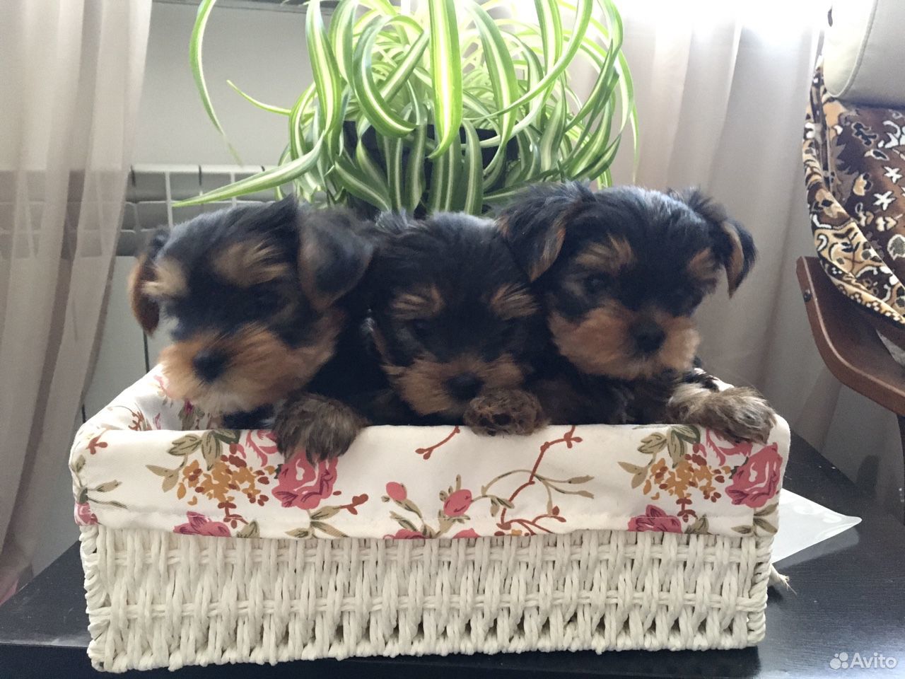 Щенята Йорки