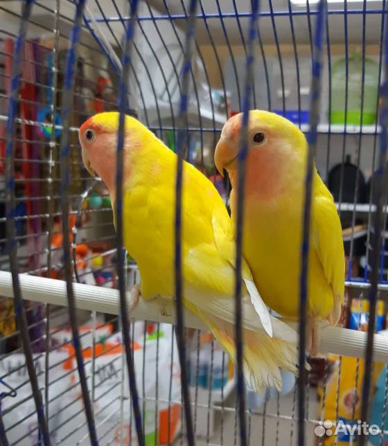 Неразлуник Попугай