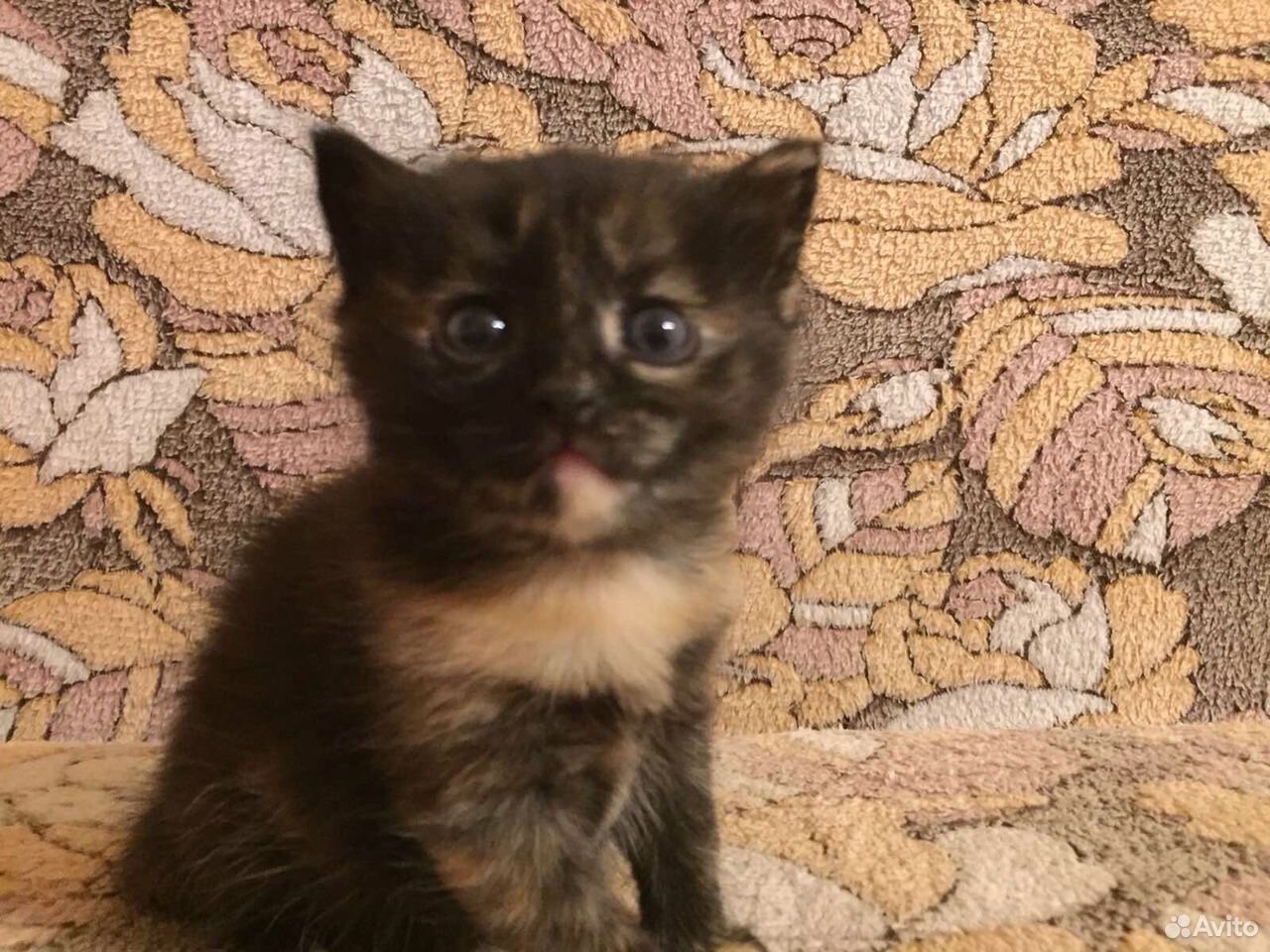 Котёнок