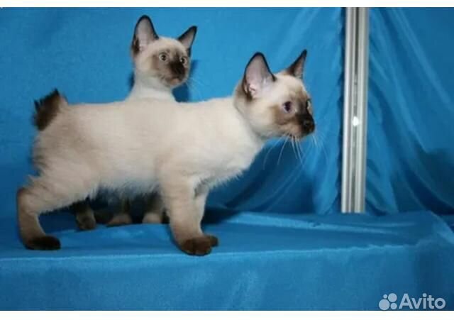 Меконгский бобтейл