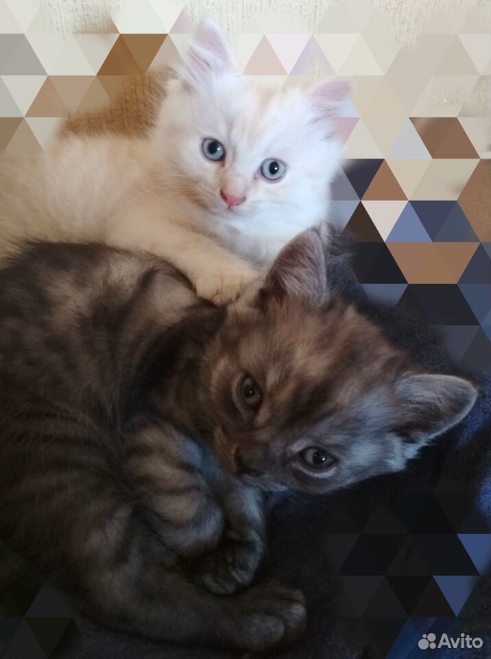 Милые котята