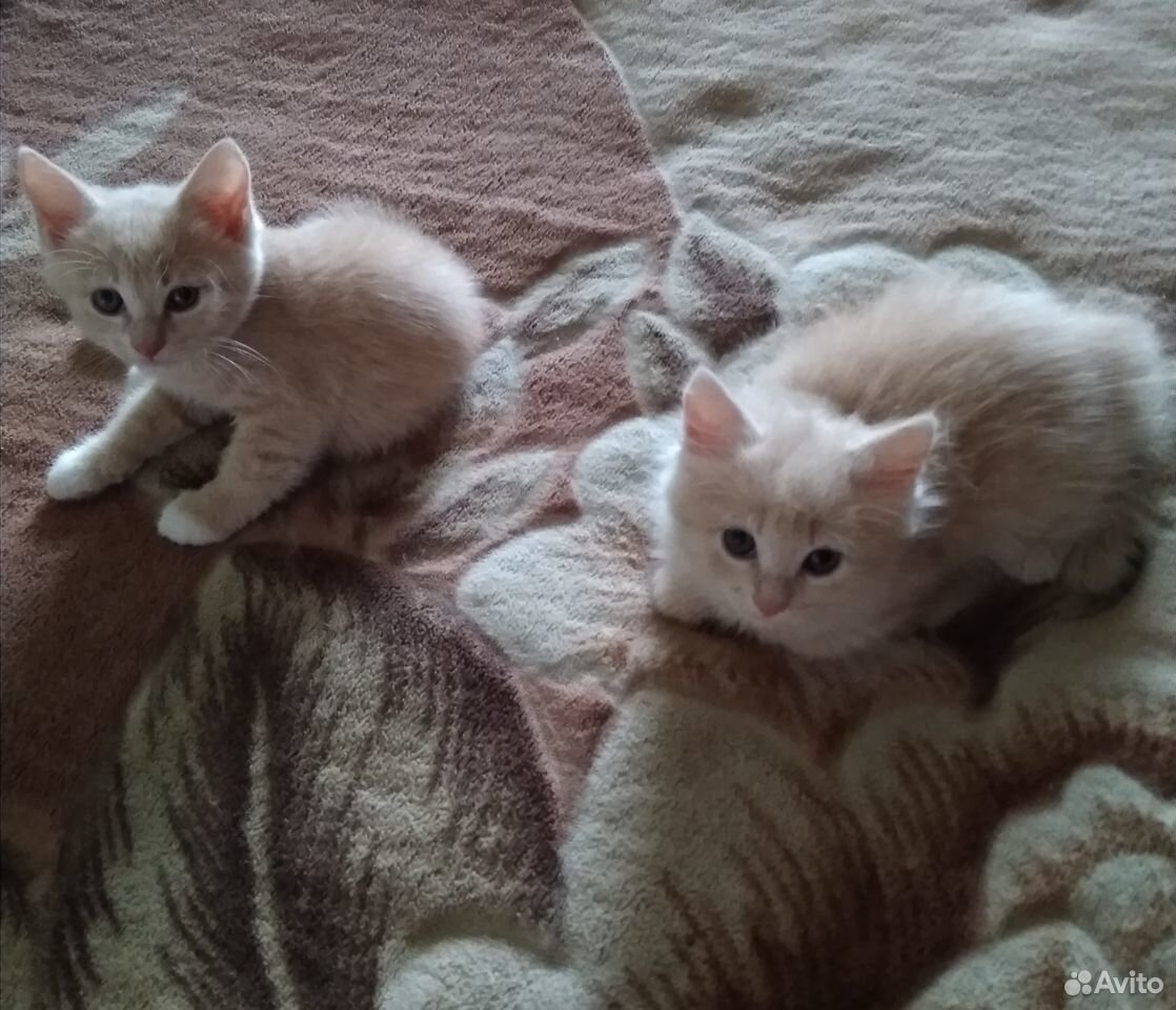 Отдам котят в хорошие руки