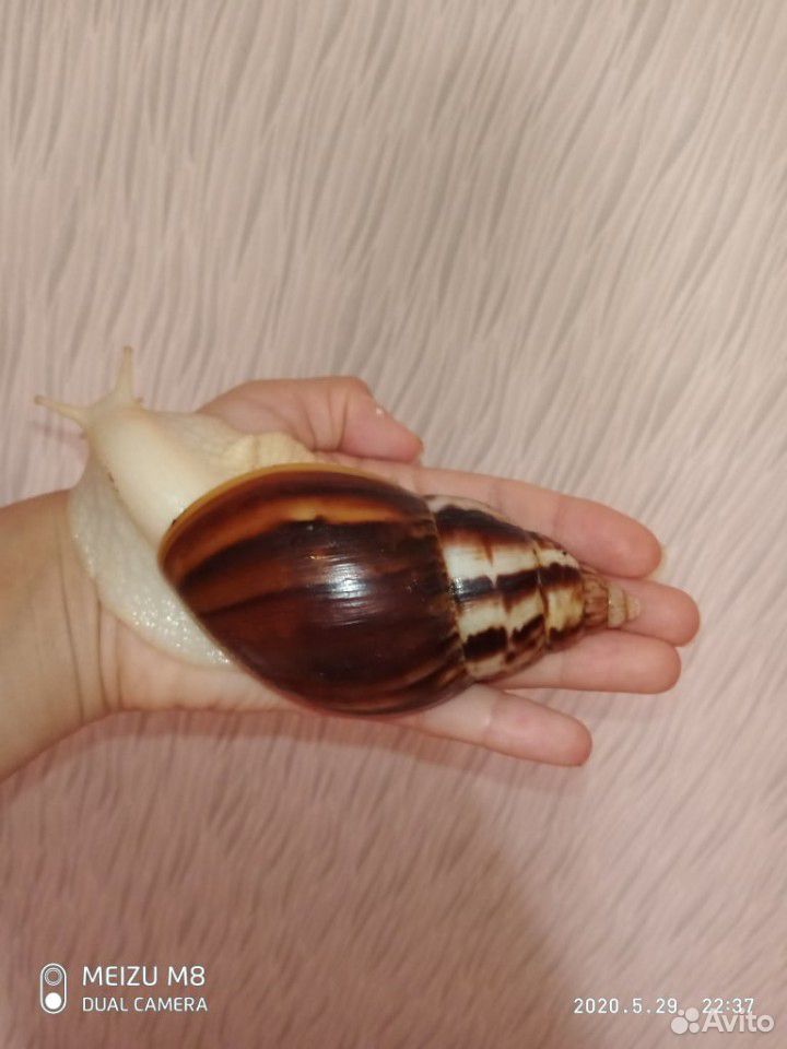 Улитка ахатина фулика альбино