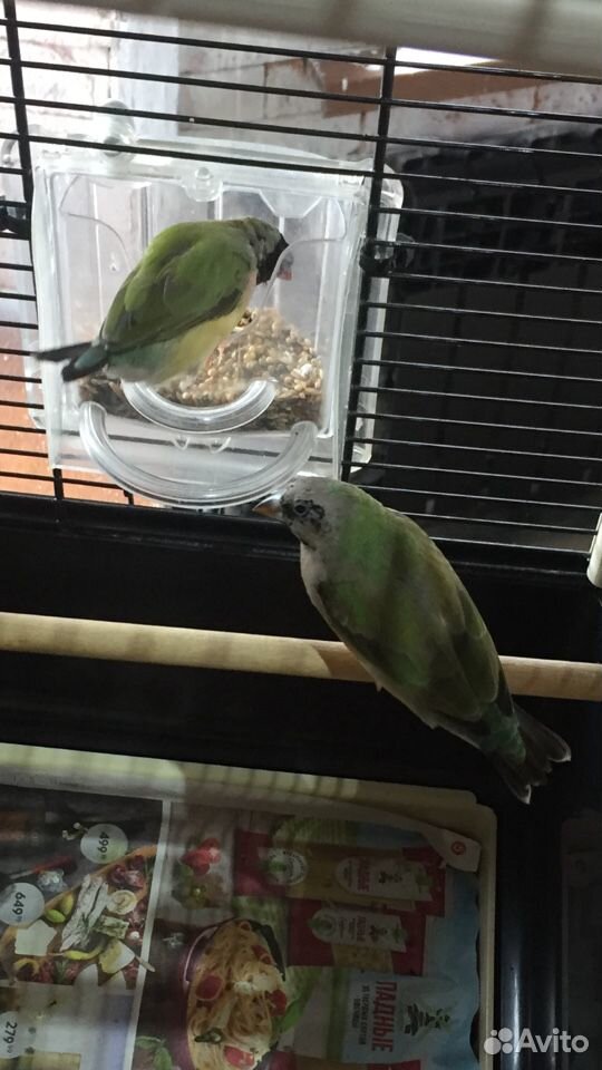 Амадина Гульда