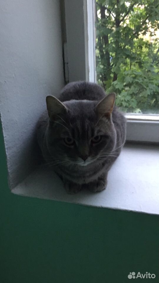 Найден котик