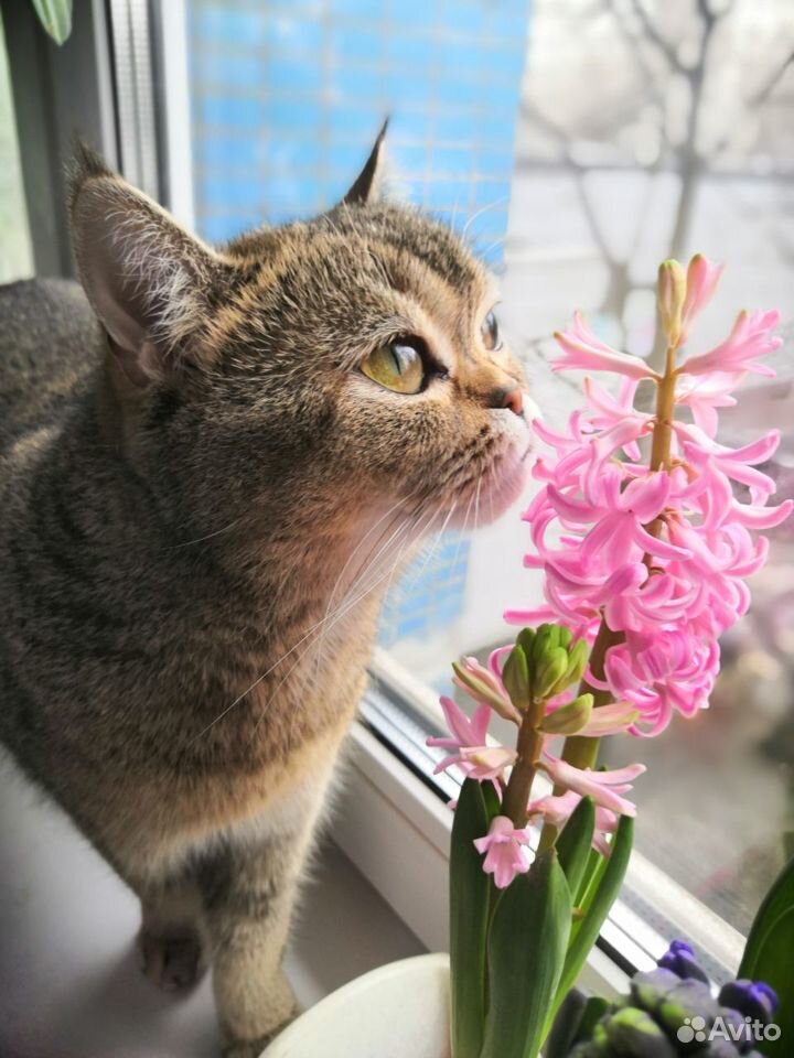 Кошечка Злата