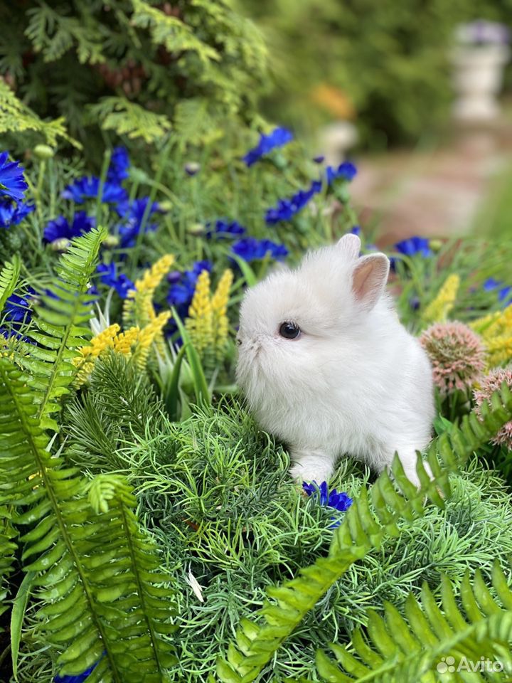 Красавчики карликовые крольчата