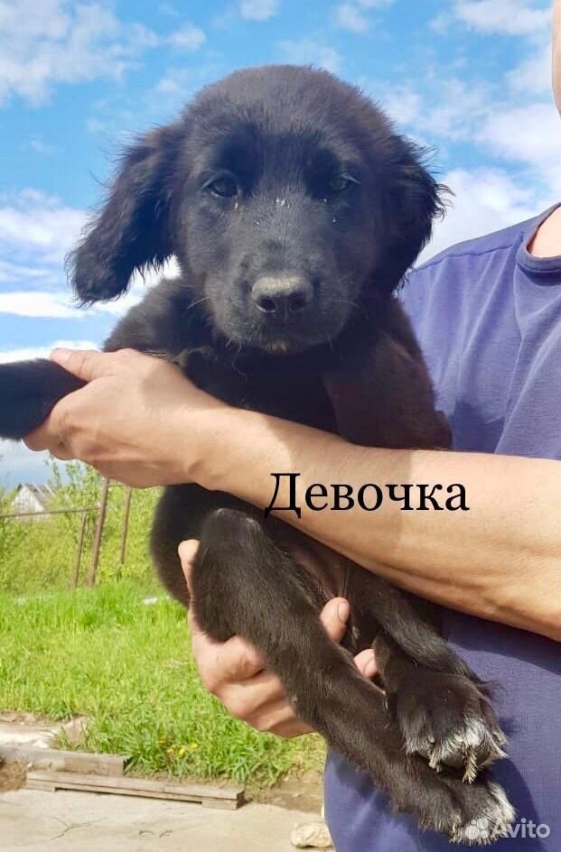 Щенок