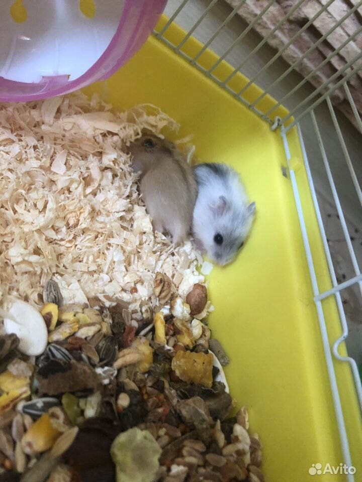 Джунгарский хомяк