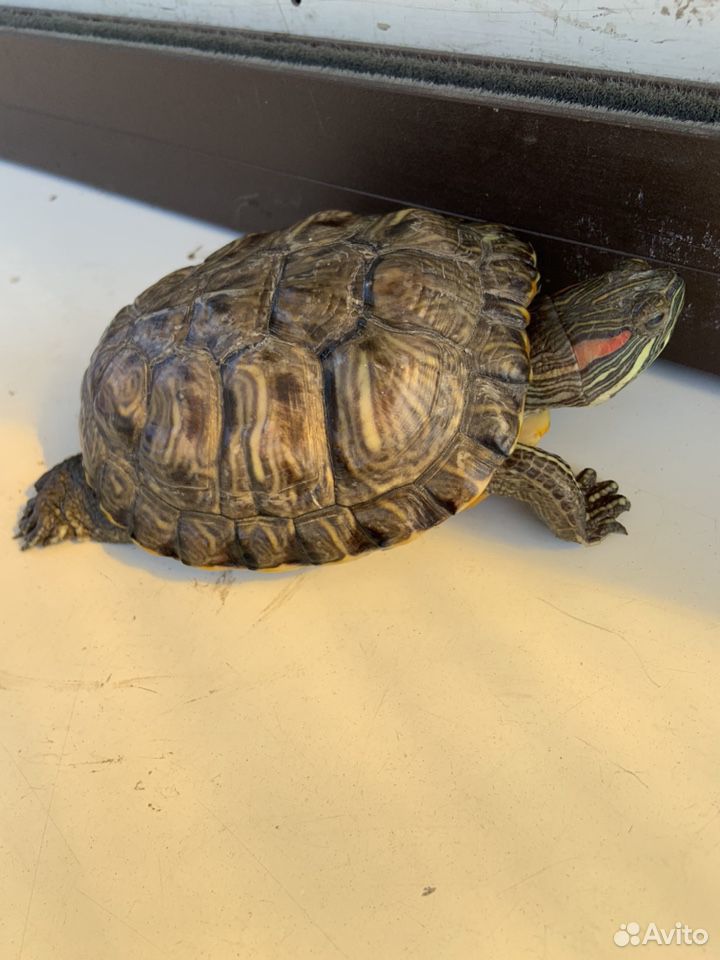 Черепаха