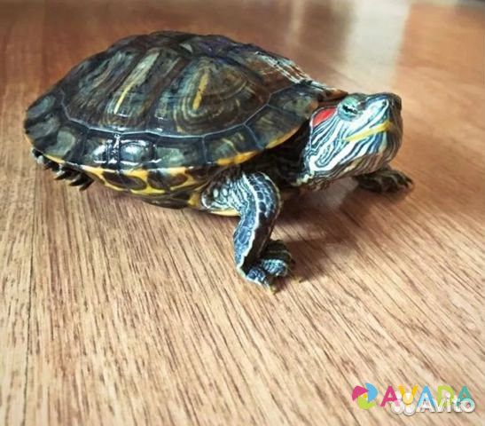 Черепаха