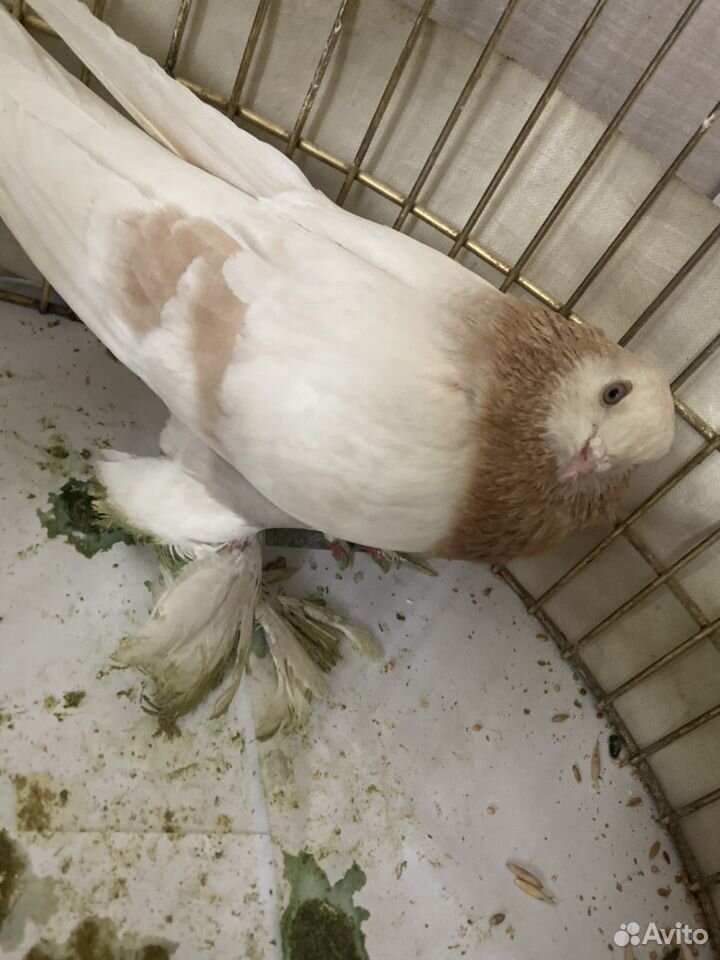 Голубь породистый (Агаран)