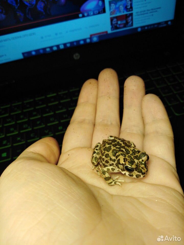 Зелёная жаба