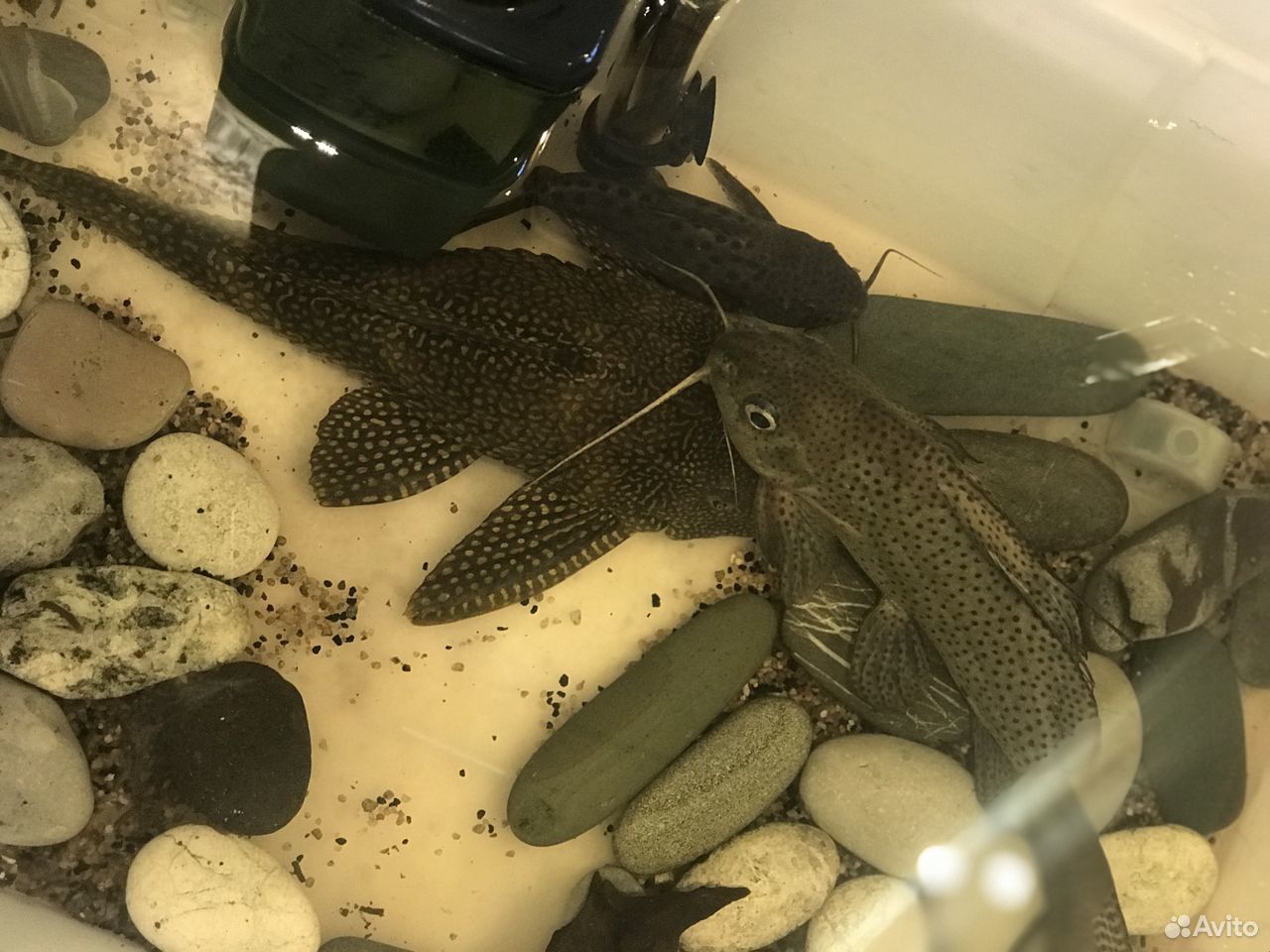 Рыбы - Сомы для Аквариума