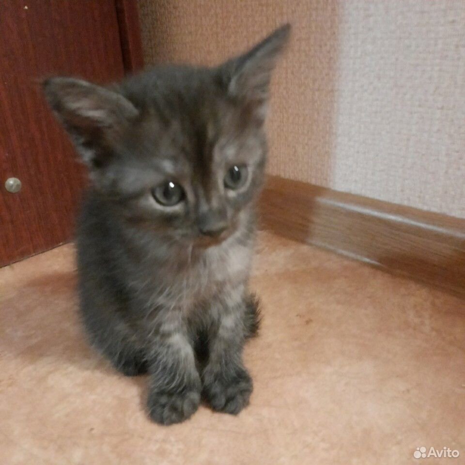 Котята 2 мес