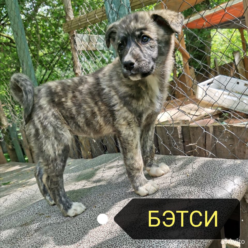 Щенки ищут хозяина и дом